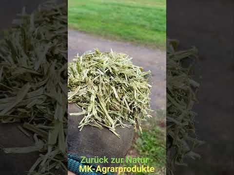 Ende Oktober 👌👨🌾🙋♂️ #mkagrarprodukte #landwirtschaft #hofgeschichten #tierwohl #sowiefrüher