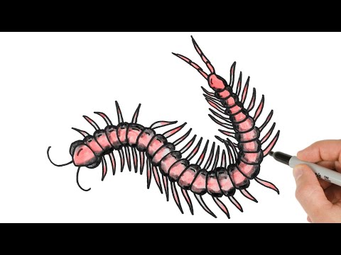 How to Draw A Centipede Step by Step – I'm Youtuber – Follow my videos ...