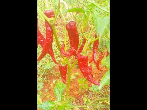 Byadgi Chilli - Bedgi Mirchi Latest Price, Manufacturers & Suppliers