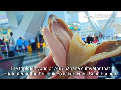 12 Surprising Health Benefits of Saba Banana : Having A Banana A Day Keeps Virus Away :
