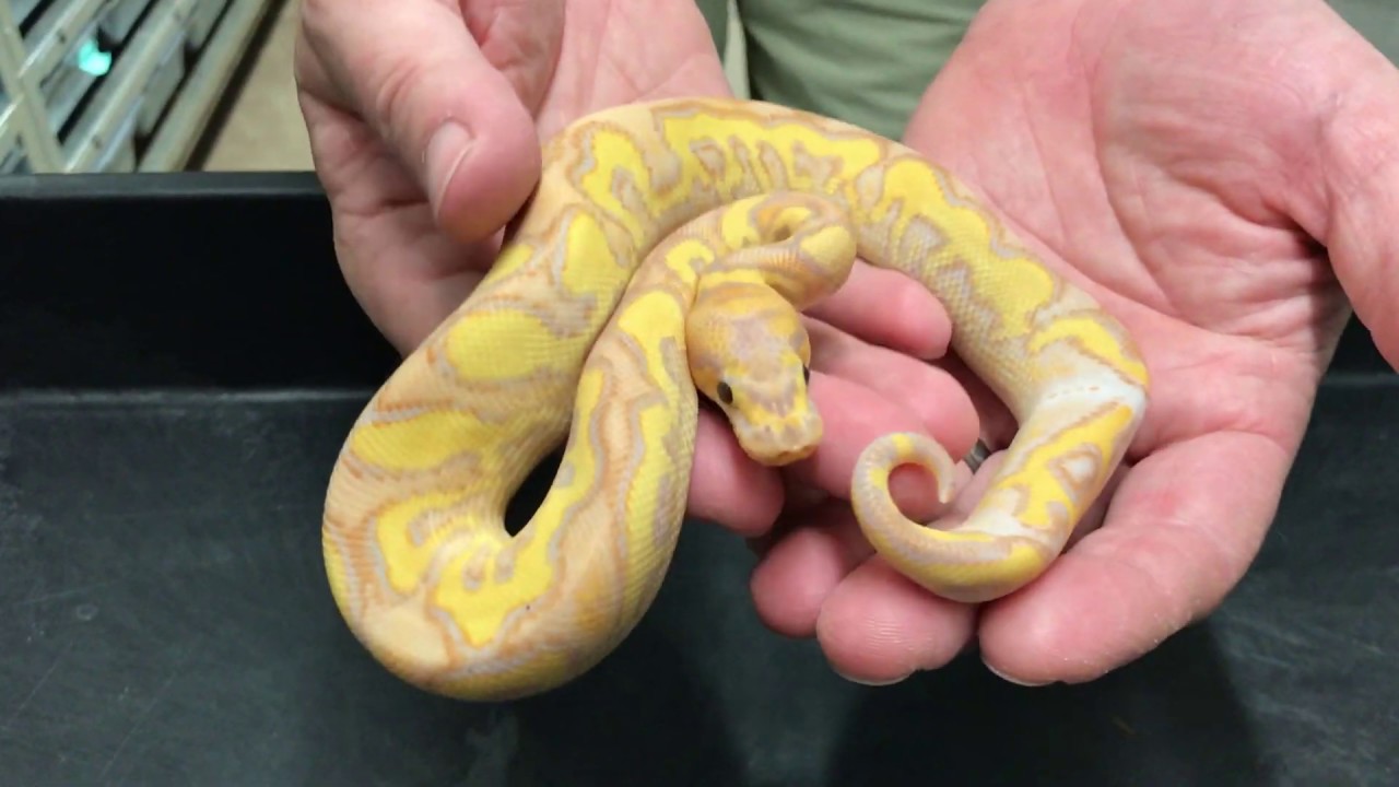Ball Python Morphs #16  Clowns Part 3