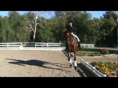 FOR SALE: Fancy KWPN 14 y/o Gelding 16.3