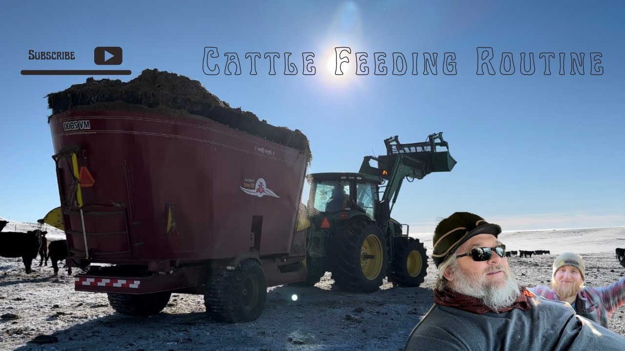 Cattle Feeding Routine