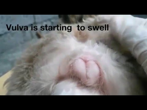 Dog Season Heat Cycle Guide - Virgin Shih Tzu Swollen Vulva