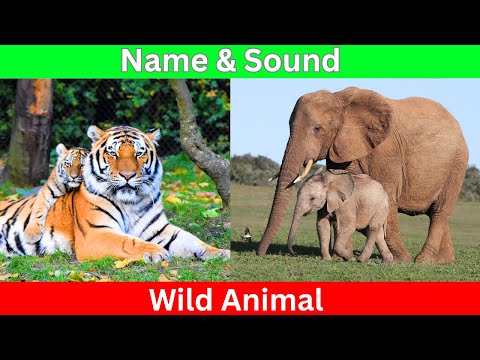 Animal Name And Sound – Learn with Real Voices!