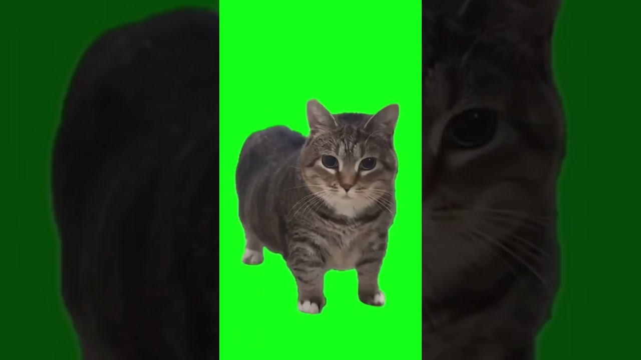 #cat #meme U Ii A I A u III A I cat