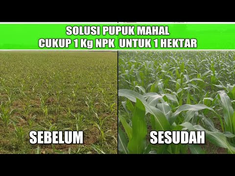 SOLUSI PUPUK MAHAL‼ 1 HEKTAR CUKUP PAKE NPK 1 KG AJA.