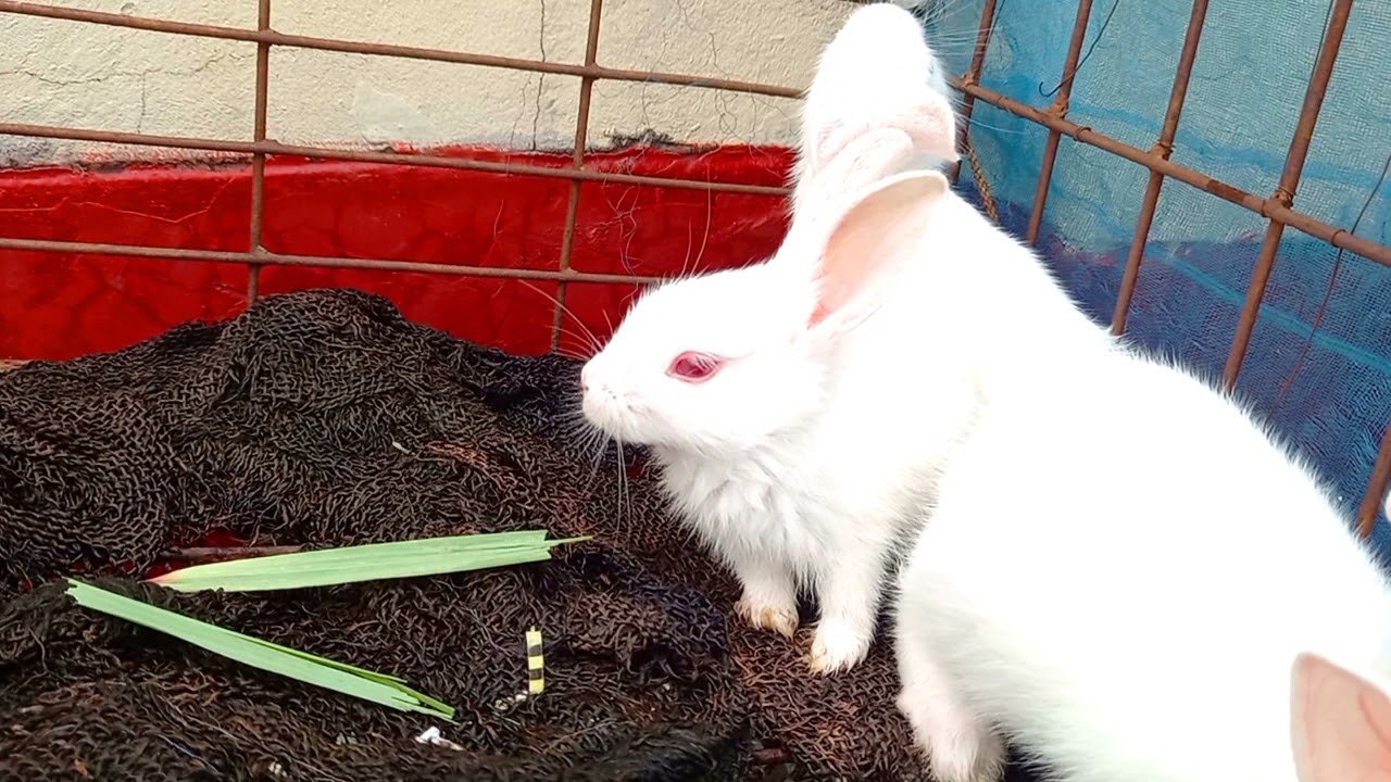 White Rabbit | Rabbits Baby | Rabbit have Red Eyes