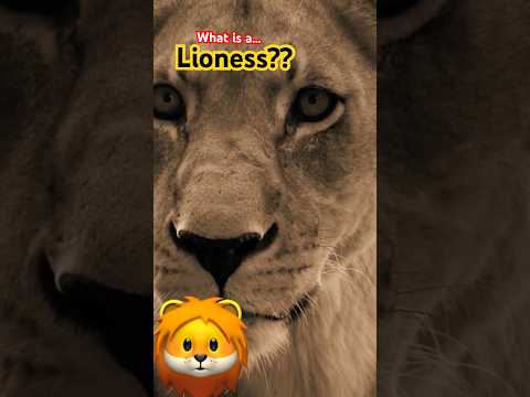 🦁 What is a Female Lion Called? What is a Lioness? Lioness Meaning #lioness #lions #animalnames