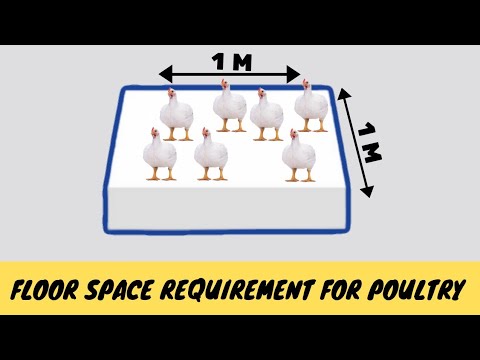 Determining space for a chicken house || How much space do chickens need?