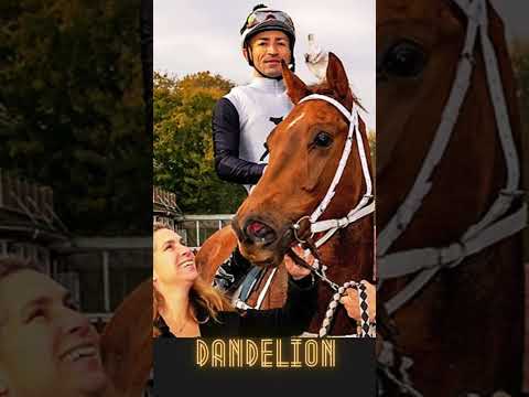 Cool Your Jazz & Dandelion: Healthy Horse Racing Syndicate #horseracing #healthyhorse #horsewelfare