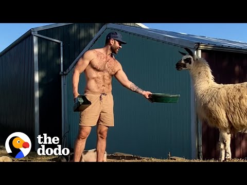 Guy Can’t Get His Rescue Llama To Trust Him Until He Starts Playing Hard To Get | The Dodo