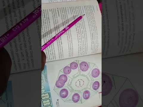 What is the centeroles ?|| What is the spindle fibers ? || Role of spindle fibers in mitosis?
