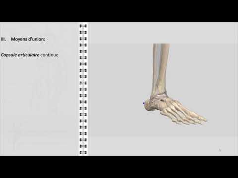 ANATOMIE FMPM CHEVILLE