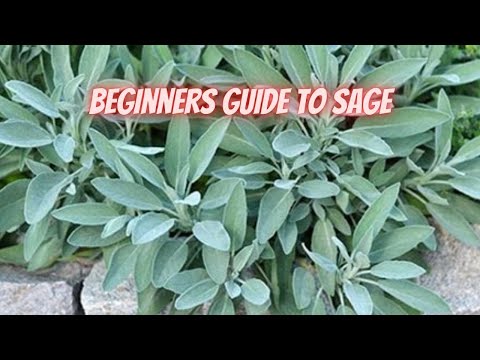 How to Grow Sage || DHBG