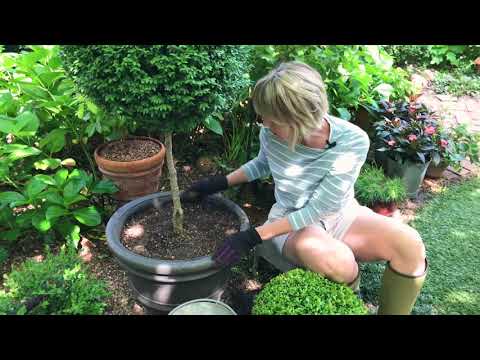 How to Refresh and Top Dress Large Pots Planted with Trees or Shrubs