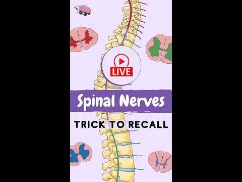 Spinal Nerves - Trick to recall!