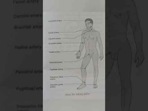 sites of taking pulse !! Human body !! Human body temperature