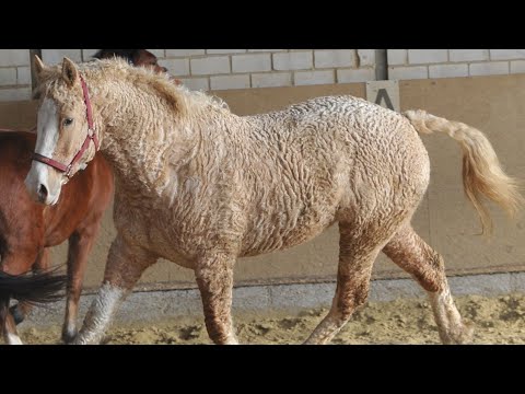 American Bashkir Curly Horses | Eye-Catching Hypoallergenic