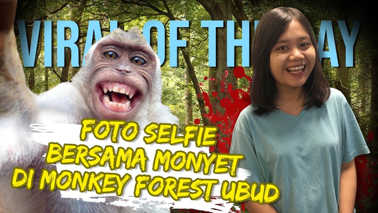VIRAL OF THE DAY - Viral Foto Selfie Bersama Monyet di Monkey Forest ...