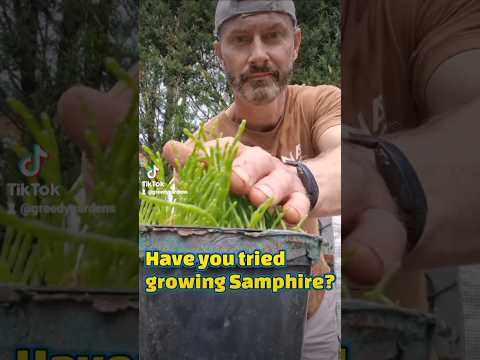 Time to sow Samphire seeds! #allotmentlife #gardening #allotment #growyourown