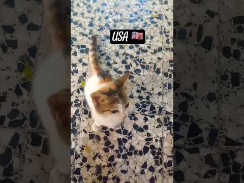 What is the name of this cat ? 🕊️ @JHeeTaMedia #viralvideo #todayshorts #youtubeshorts #13march