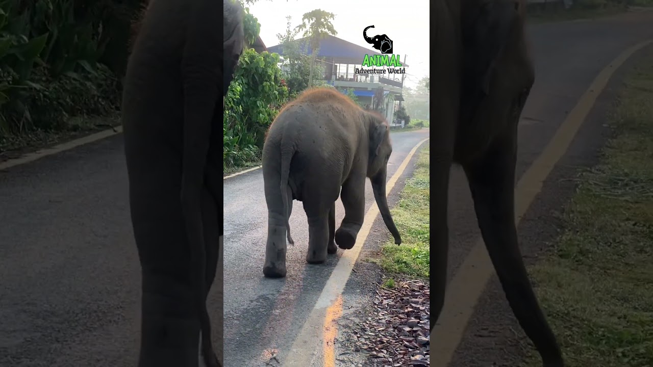 Punti searching for grass #elephant #wildanimals #wildlife #elephantslover