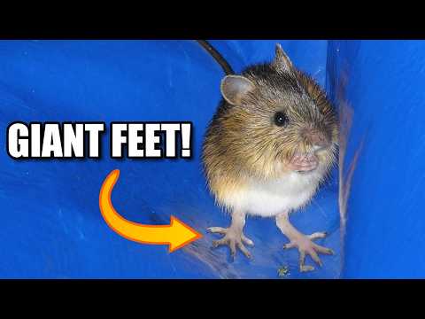 Jumping Mouse Facts: JUMP to ESCAPE 🐁 Animal Fact Files