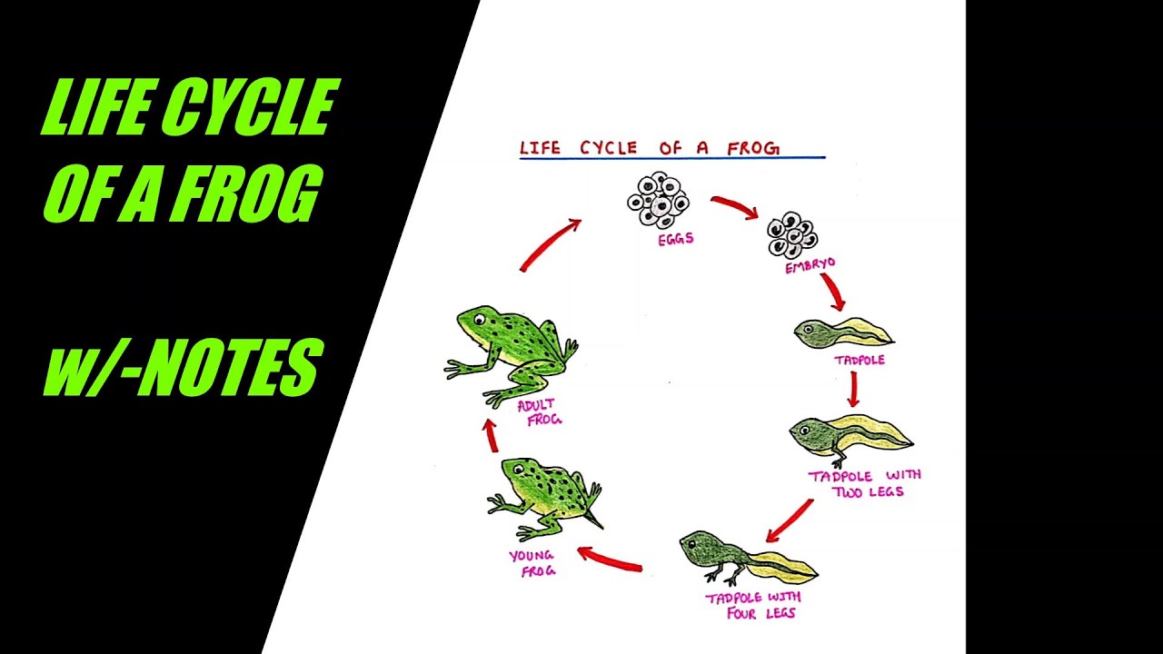 How to draw and colour LIFE CYCLE OF A FROG  / w/-NOTES / EASY / SCIENCE / BIOLOGY / Step by step