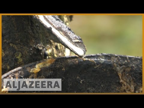 🇨🇮 Ivory Coast's 'devil's milk' at centre of US-China trade war | Al Jazeera English