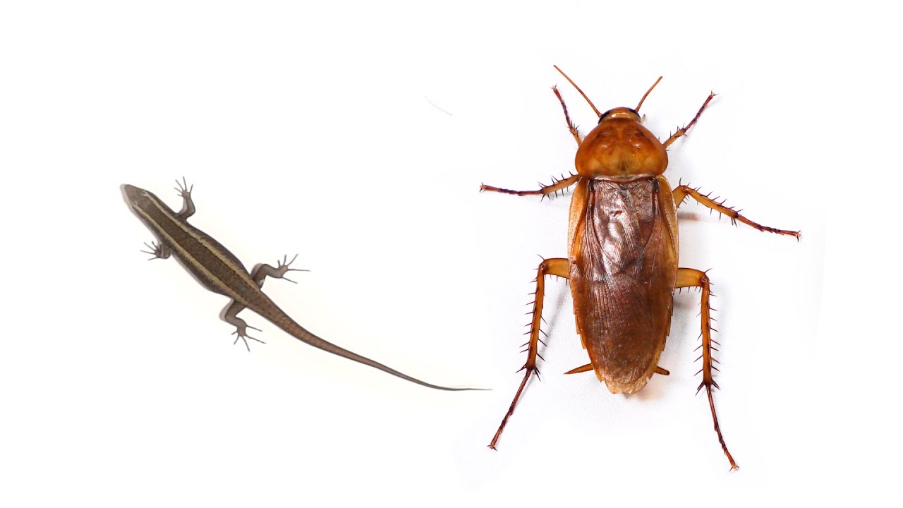 CAT TV ~ Fast Lizard and Cockroach glides fast 🪳🦎 Video for Cats to Watch 1 HOUR VERSION