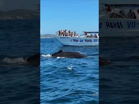 Humpback Whales of Samanรก | An Unforgettable Ocean Adventure! WhaleWatching #DominicanRepublic