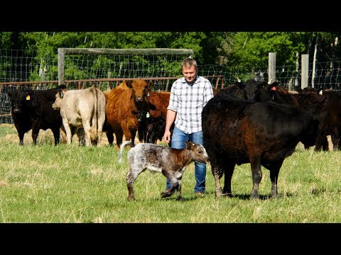 The lure of ranching brought Dr. Tyler May home to Manning