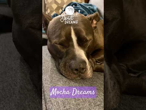 Sweet Dreams and Mocha Dreams…Stay Connected Y’all! #mochaclan