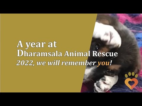 Help Street Dogs in Dharamsala and Save Lives - GlobalGiving