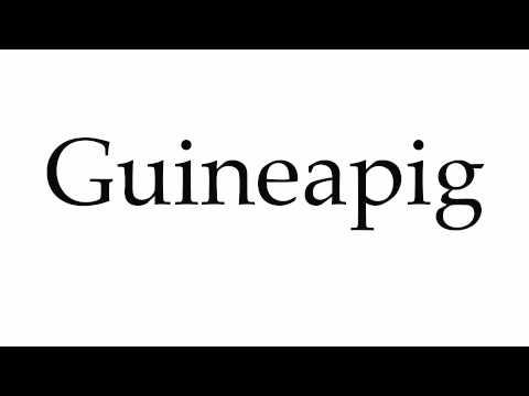 How to Pronounce Guineapig