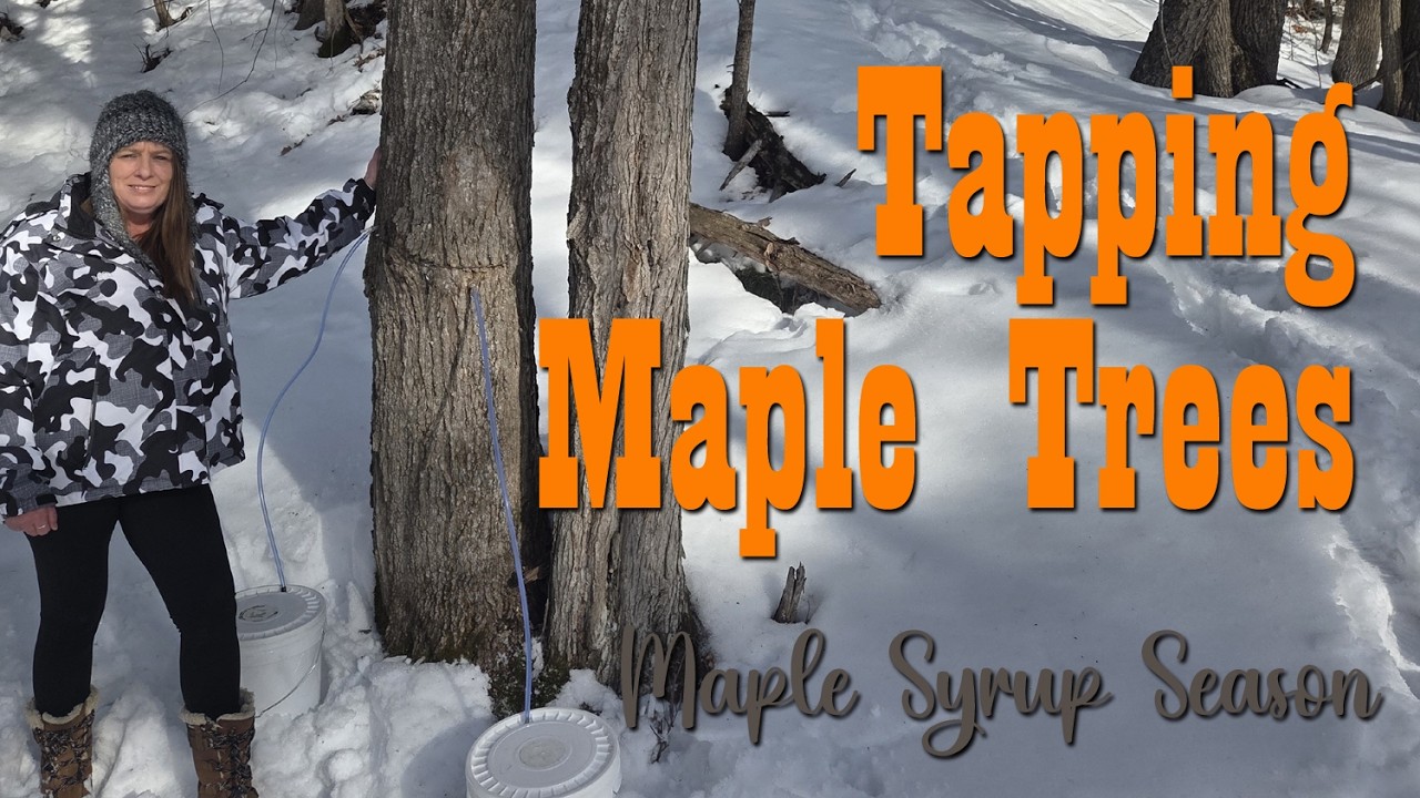 Tapping Maple Trees for Maple Syrup