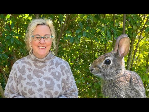 19 Perennials Rabbits Hate