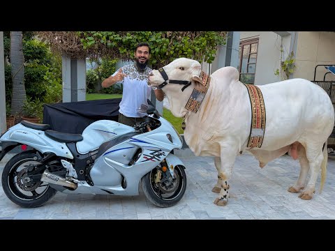 Heavy janwar ghumaney ke lye nikal gae hayabusa per 😍