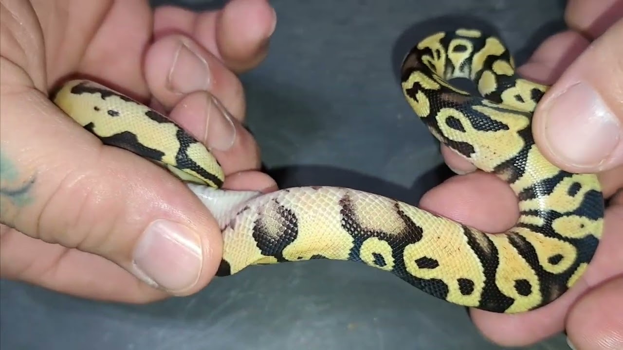 2024: Clutch #11- Follow-Up! BALL PYTHON,  White Lace! Lemon Pastel + Disco + Lace 👀❤️💯🔥🕺