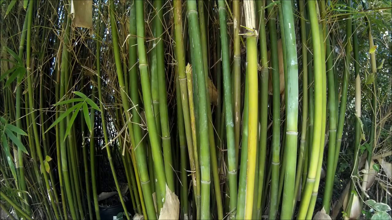 Graceful Bamboo Culms - UwatchUrelax