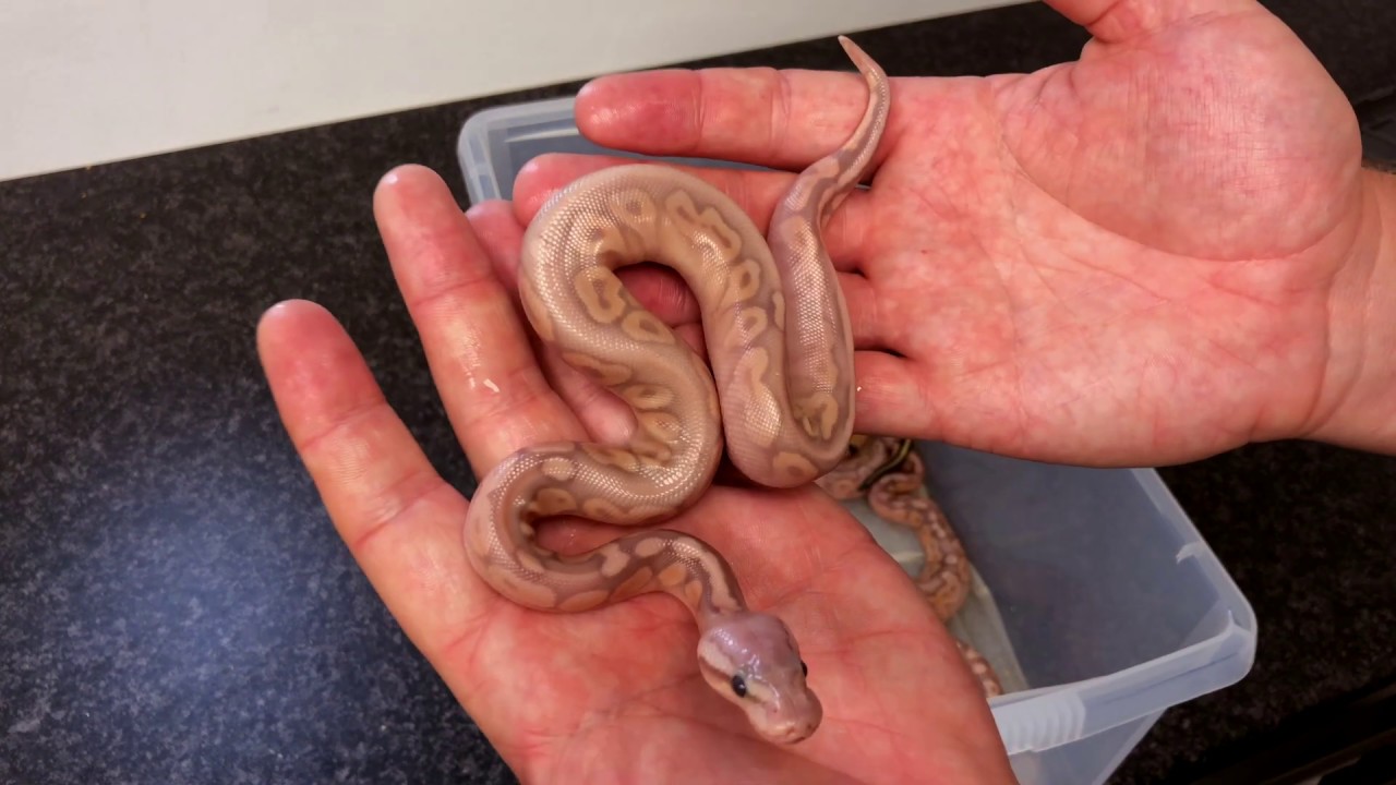 Ball Python Hatchling! Cool results!