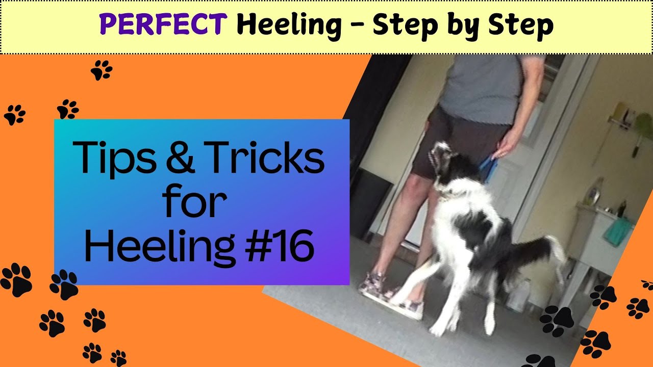 Heeling Tips & Tricks #16 Handling cues RIGHT Pivot - DebbyQuigley.com