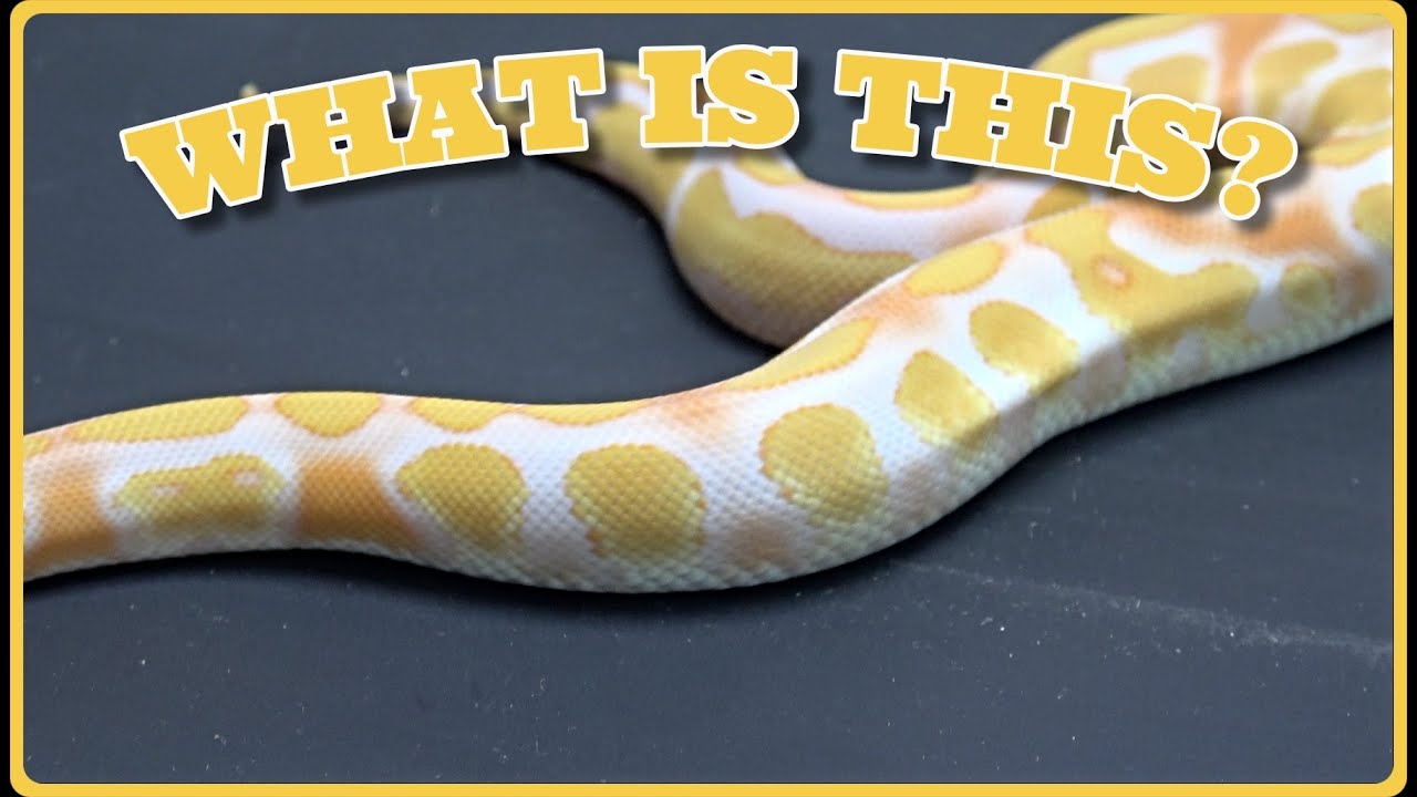 Insane Lavender Ball Python Clutch Update!