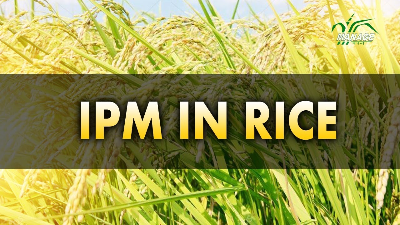 IPM in Rice  ( English)