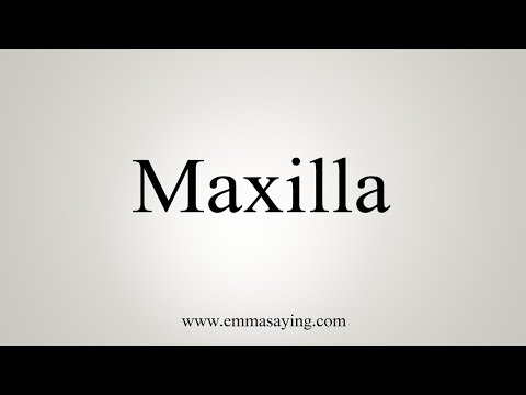 How To Say Maxilla