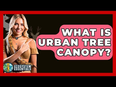 What Is Urban Tree Canopy? - Ecosystem Essentials