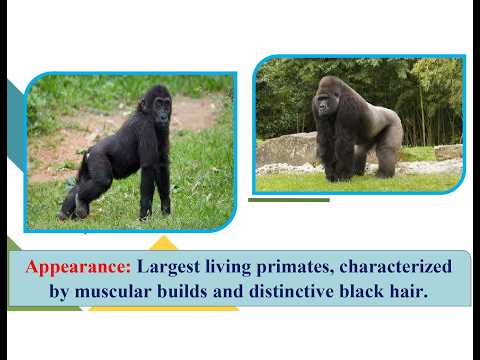 "Amazing Gorillas: Fun Facts and Cool Info for Kids!"