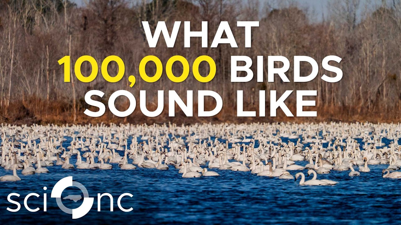 These birds spend half the year migrating