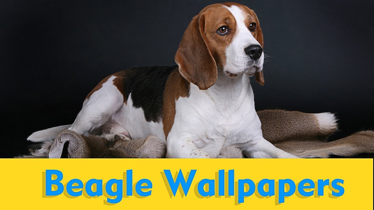 Beagle Wallpapers !! Beagle Photos !! Essence Wallpaper !!